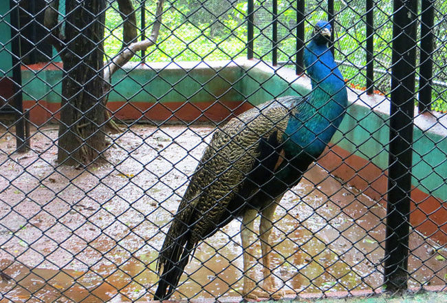 Photo Gallery of Bondla Wildlife Sanctuary- Explore Bondla Wildlife ...