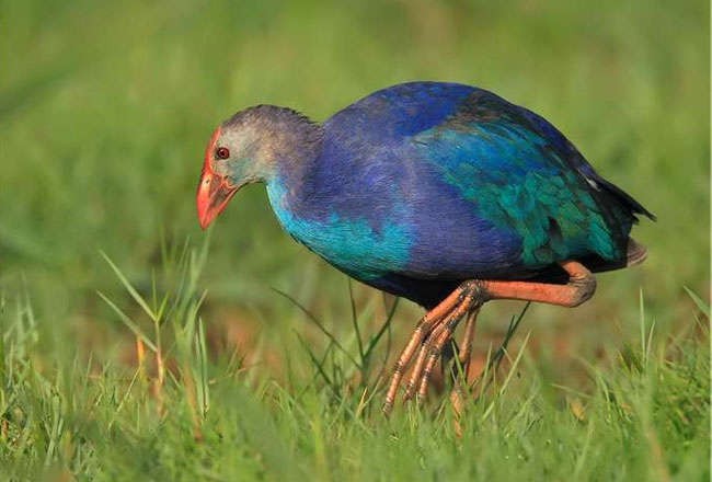 Chilika Lake Birds