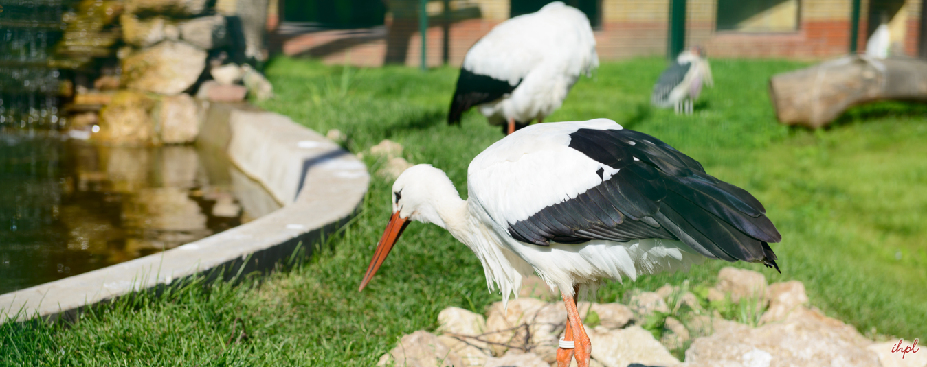 Limpopo in Nizhny Novgorod, Russia - Top attractions in Limpopo Zoom