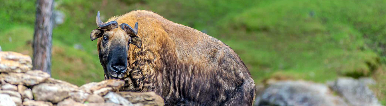 Sakteng Wildlife Sanctuary, Camping, Trekking, Interesting Facts