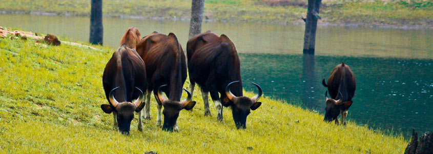 Short Trip to Dajipur Wildlife Sanctuary From Pune | IHPL