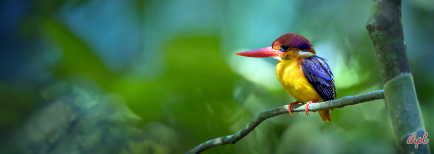 Short Trip to Thattekad Bird Sanctuary From Bangalore - Weekend Trip