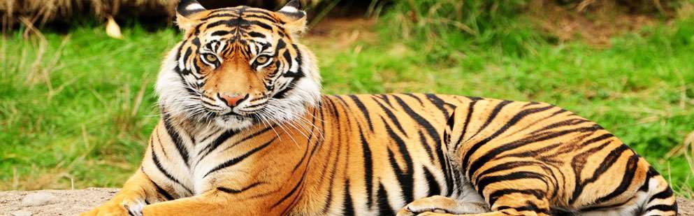 Bengal Tiger, Bengal Tiger India, Royal Bengal Tiger, Indian Bengal ...