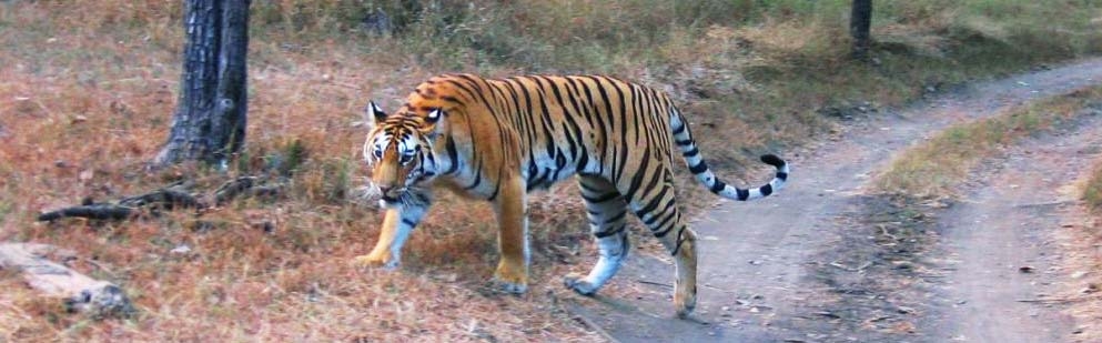 Buxa Tiger Reserve, Buxa Tiger Reserve West Bengal