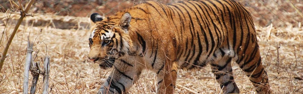 Melghat Tiger Reserve, Melghat Tiger Reserve India