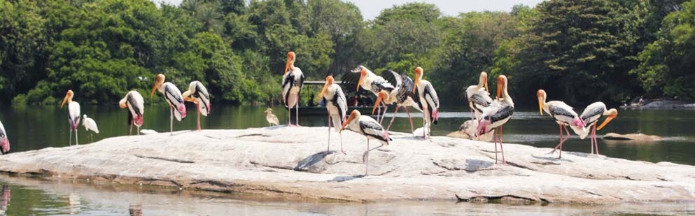 Ranganathittu Bird Sanctuary | Plan your Birding Tour in India