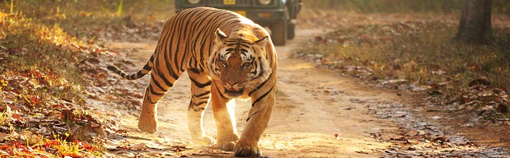 Simlipal Tiger Reserve