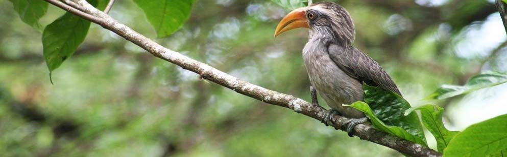 Thattekad Bird Sanctuary, Kerala | Plan your Birding in India