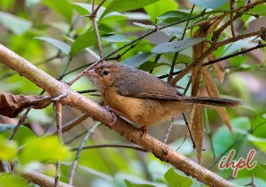 Assan Barrage Bird Sanctuary Uttarakhand-IHPL