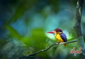 Thattekad Bird Sanctuary, Kerala | Plan your Birding in India