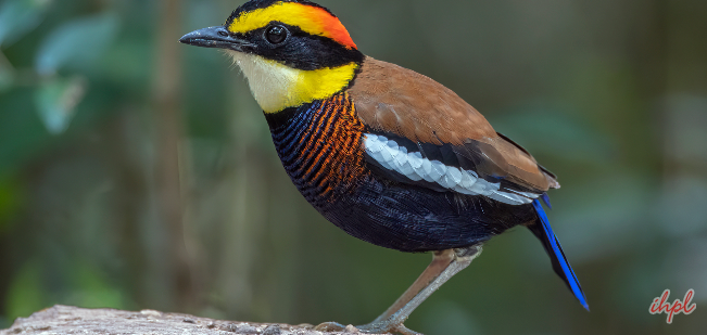 Bandli Sanctuary | Wildlife Sanctuaries in Himachal Pradesh