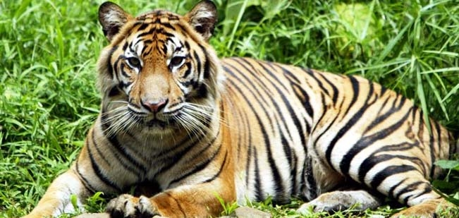 Bor Wildlife Sanctuary - Bor National Park