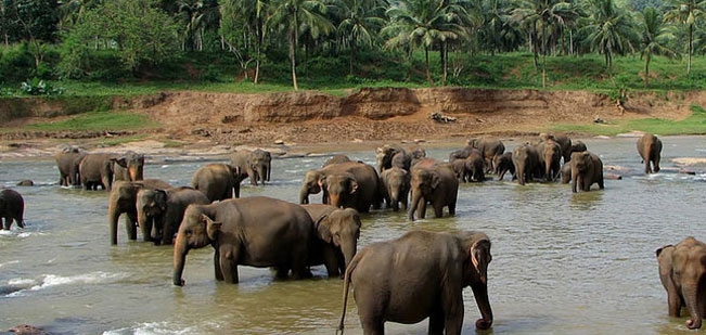 Chandaka Wildlife Sanctuary-IHPL