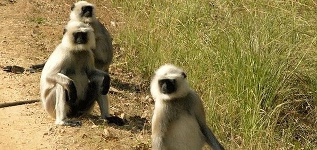 Chandra Prabha Wildlife Sanctuary Uttar Pradesh Travel Guide