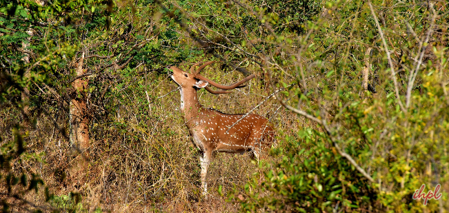 Chinnar Wildlife Santuary Kerala | Opening Time | Safari Price