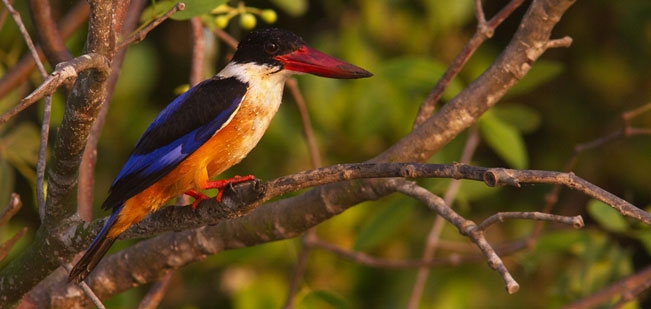 Coringa Wildlife sanctuary, Andhra Pradesh