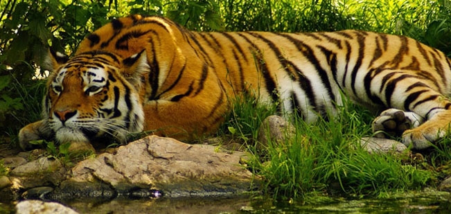 Debrigarh Wildlife Sanctuary, Orissa