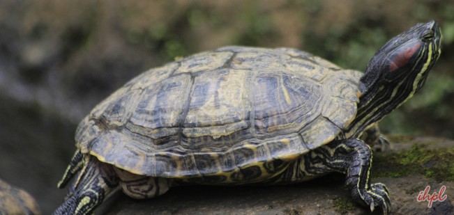 Gahirmatha Turtle Sanctuary- Gahirmatha National Park