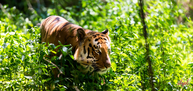 Kalakkadu Wildlife Sanctuary in Tamil Nadu | Indian Holiday