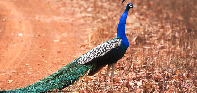 Kotagarh Wildlife Sanctuary-Wildlife in Orissa