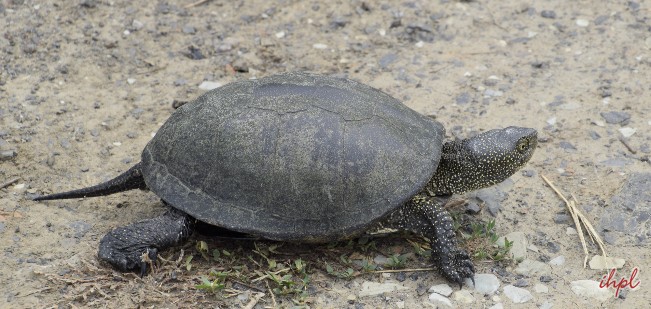 National Chambal Sanctuary-UP National Chambal Sanctuary
