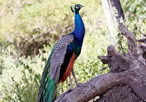 Sanjay Gandhi Bird sanctuary, Sanjay Gandhi National Park, Birds in ...