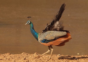 Sariska Bird Sanctuary - Birds in Sariska | IHPL
