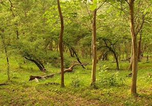 Flora in Pench National Park- Travel Guide Pench