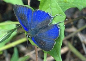 Manas National Park Tour,Flora in Manas Park,Tour to Manas National ...