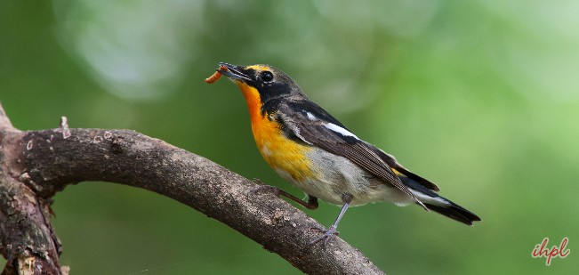 Peshwe Udyan -Peshwe Udyan wildlife Reserve