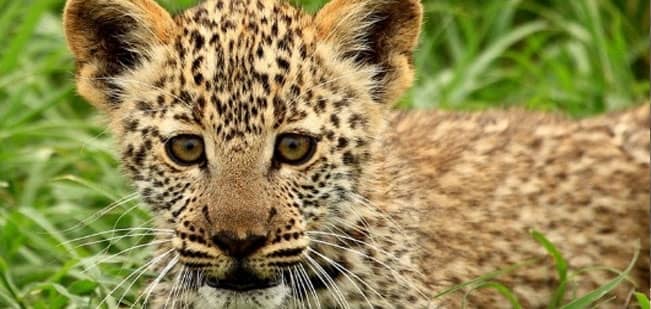 Sonai Rupai Wildlife Sanctuary-Sonai Rupai National Park