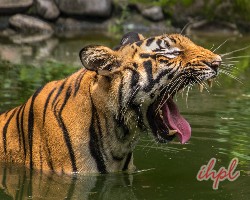 Fauna in Sunderbans National Park – Travel Guide Sunderbans National Park