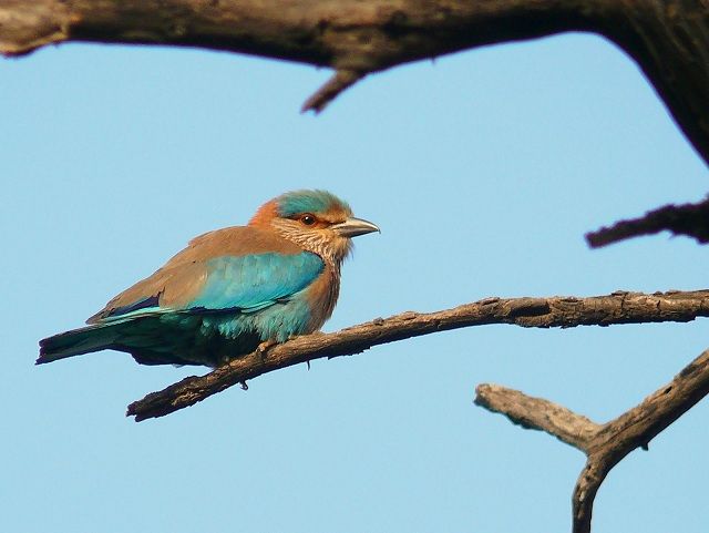 Best Places for Birding in India | Bird Sanctuary in India