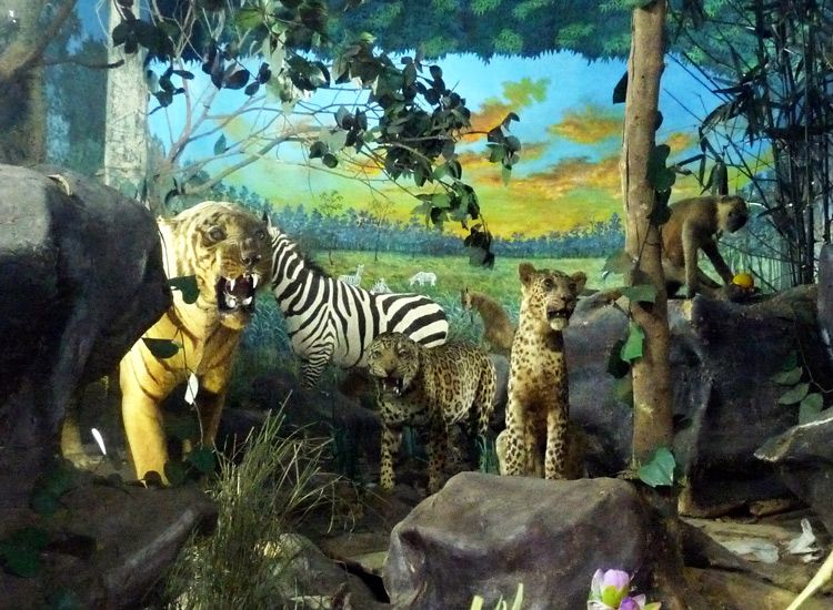 Top 15 Remarkable Things to do in Orissa you Shouldn’t Miss