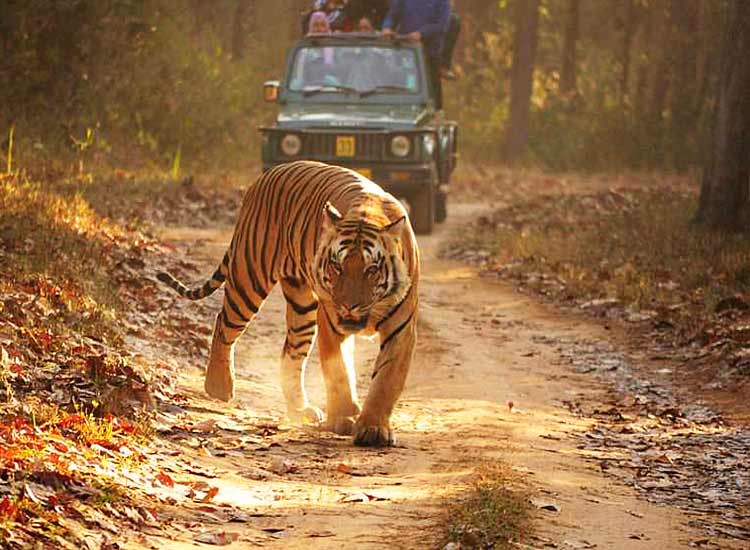 Top 7 Splendid National Parks of Madhya Pradesh Wildlife