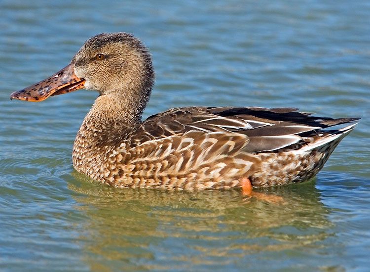 Top 15 Bird Sanctuaries in India | Wildlife Holidays in India