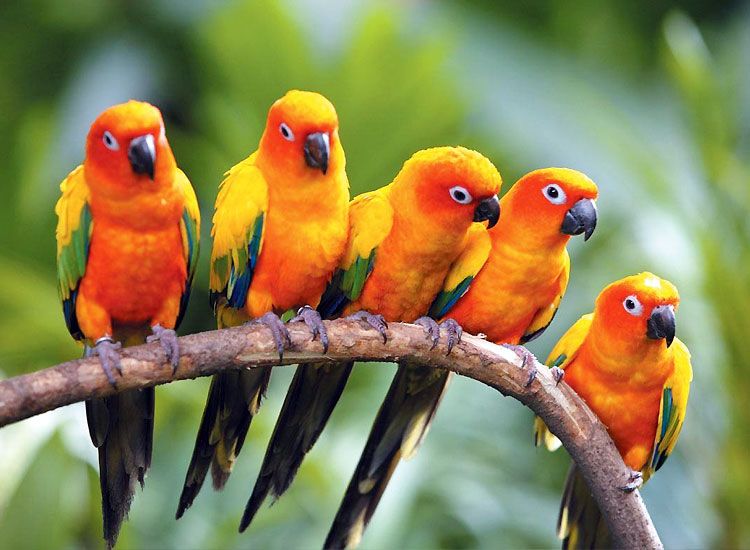 Top 15 Bird Sanctuaries in India | Wildlife Holidays in India