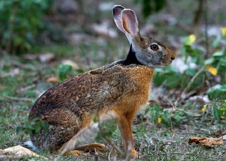 14 Wildlife Sanctuaries in Gujarat You Should Visit to Answer The Call ...