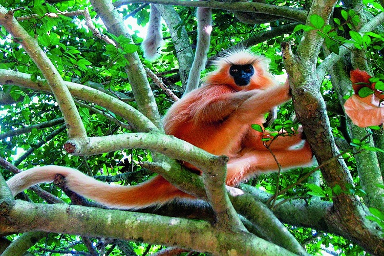 Umananda Island - Visit the Smallest Inhabited River Island in the World