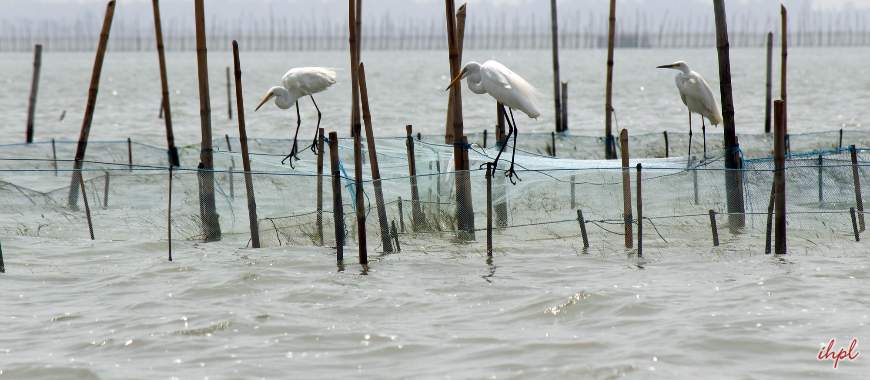 Chilika Lake Odisha: What To Expect