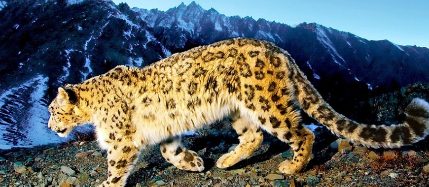 Hemis National Park Ladakh: Opening Time, How to Reach