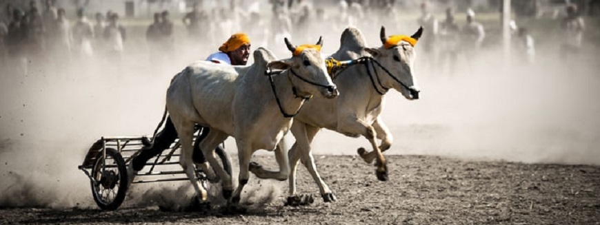 Kila Raipur Sports Festival - Dates, How to Reach, & Activities