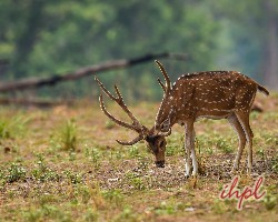 Fauna in Bharatpur Bird Sanctuary in Rajasthan | Indian Holiday