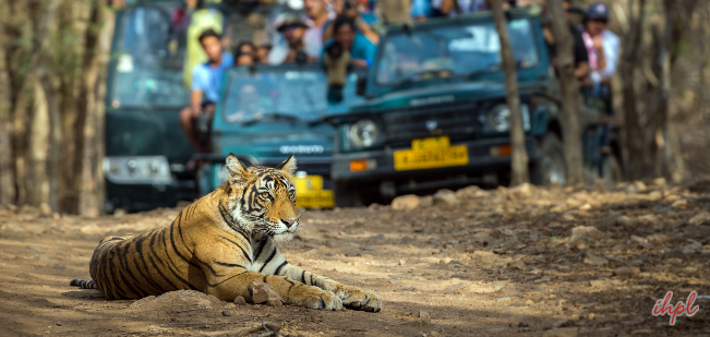 Ranthambore Guide - Best Time and Season to Visit
