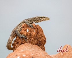 Fauna in Gir National Park | Indian Holiday