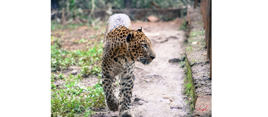 Wildlife in Goa: A Thrilling Experience of Jungle