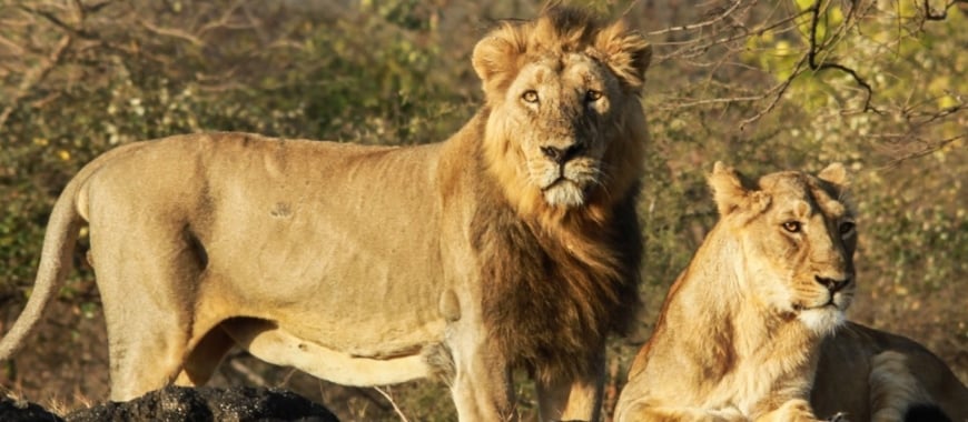 Wildlife in Gujarat: National Parks, Wildlife Sanctuary