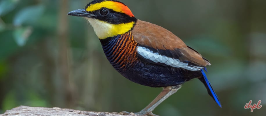 Bandli Sanctuary | Wildlife Sanctuaries in Himachal Pradesh