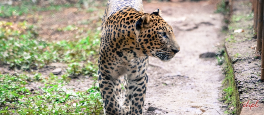 Bondla Wildlife Sanctuary in Goa | IndianHoliday