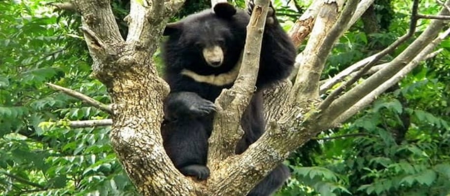 Dachigam National Park - Dachigam Wildlife Sanctuary | IHPL